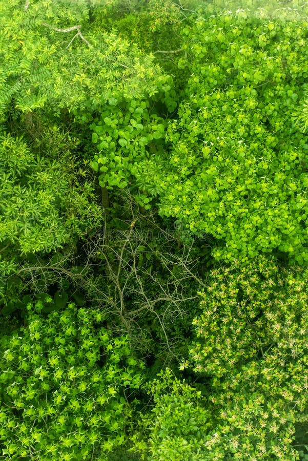 Jungle Canopy As Seen from Above Stock Photo - Image of nature, growth ...