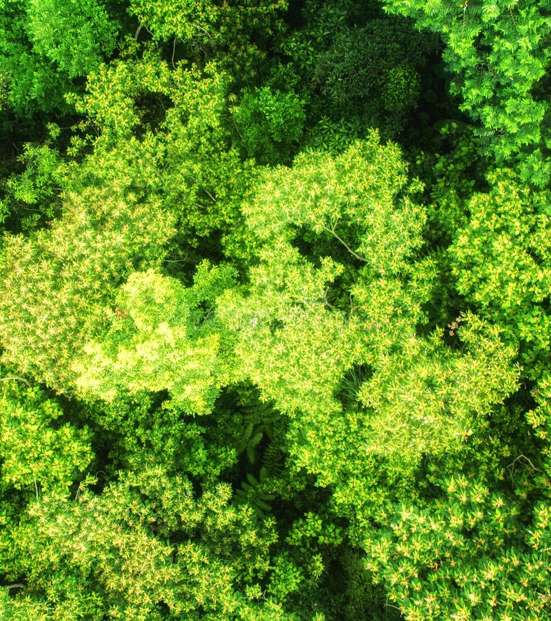 296 Forest Trees Seen Above Texture Stock Photos - Free & Royalty-Free ...