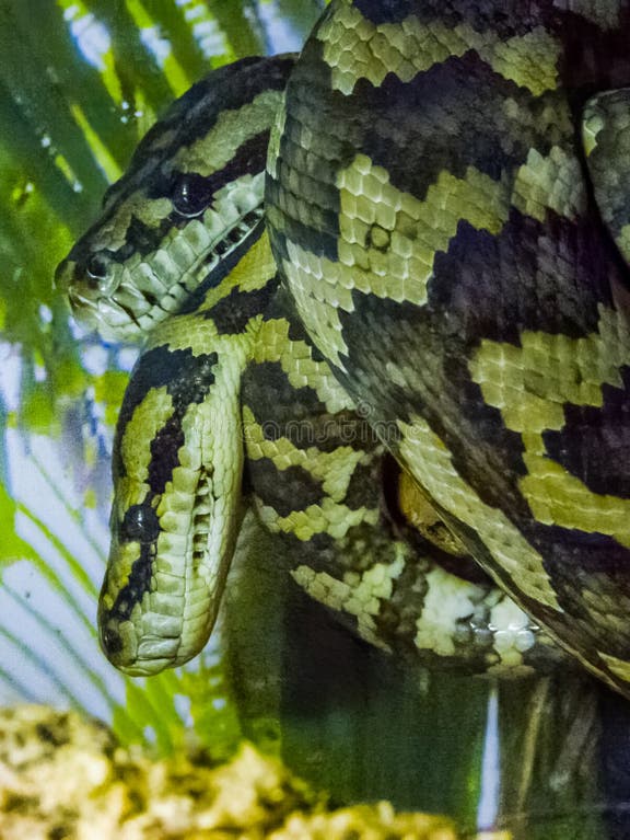 Jungle Carpet Python in Australia Stock Photo - Image of carpet ...