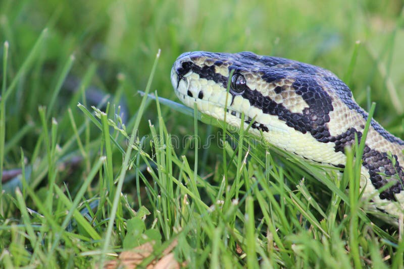 Jungle carpet python snake stock photo. Image of large - 41773642