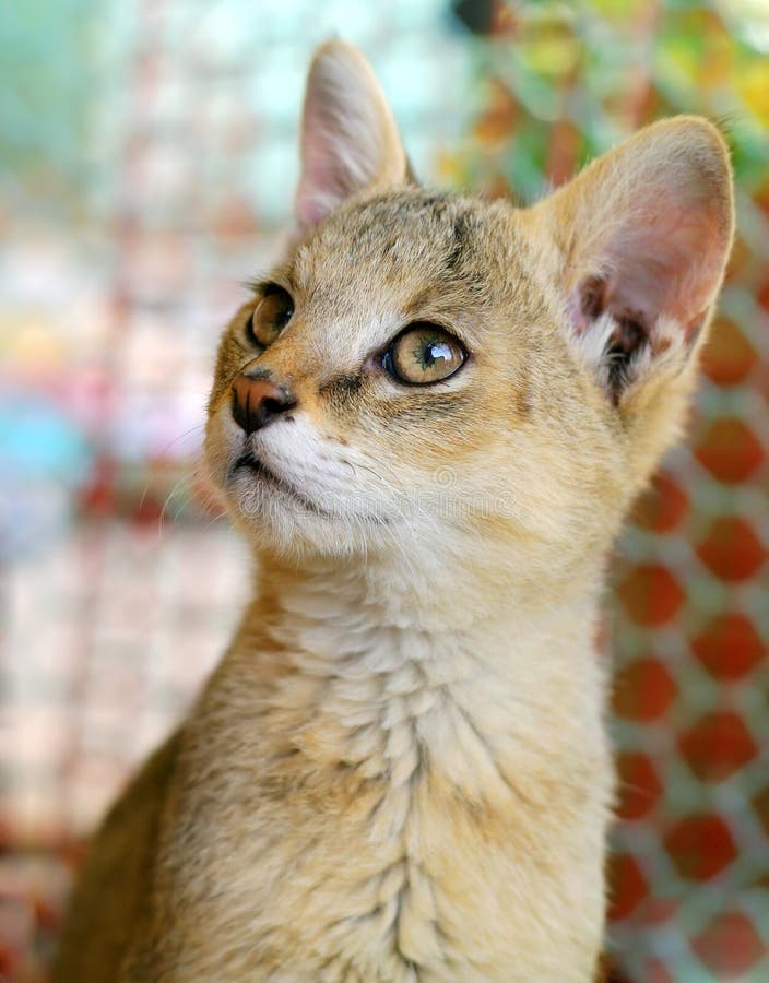 Jungle cat stock photo. Image of kitten, animal, felis - 1984574