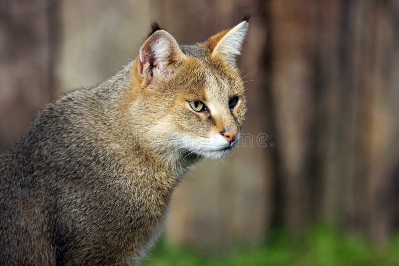 Jungle cat close up stock photo. Image of wildlife, animal - 17197796