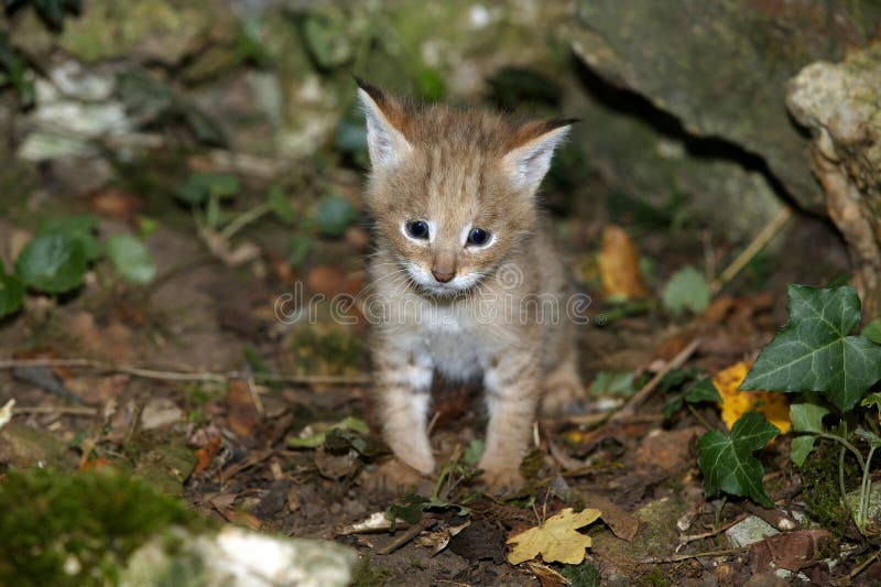 Jungle Cat, Felis Chaus, Cub Stock Photo - Image of feline, outdoor ...