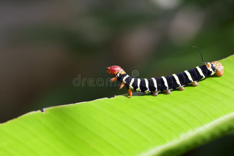 Jungle Caterpillar stock photo. Image of leaf, wildlife - 28512736