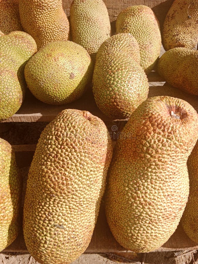 Jungle Cempedak Fruit Forest Jackfruit Stock Photos - Free & Royalty ...