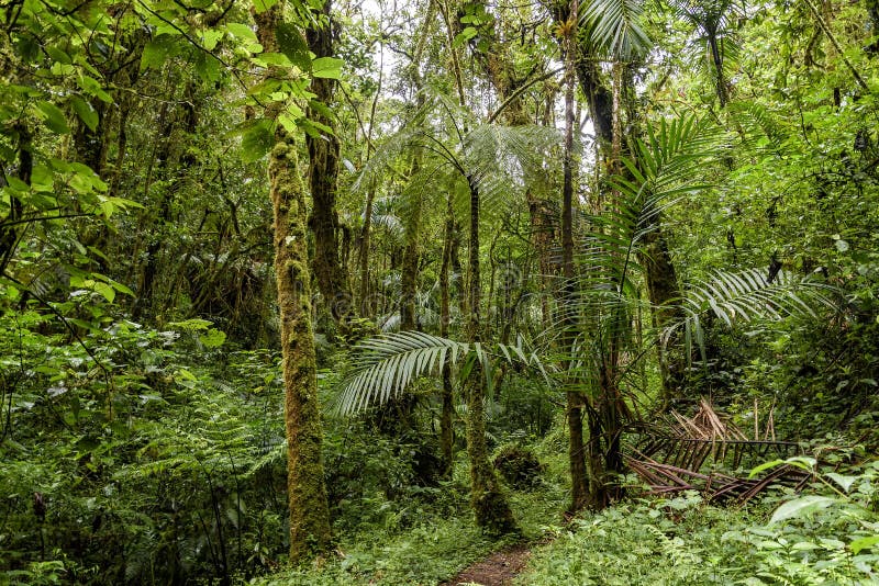Tropical Jungle in Central America Stock Photo - Image of guyana, costa ...