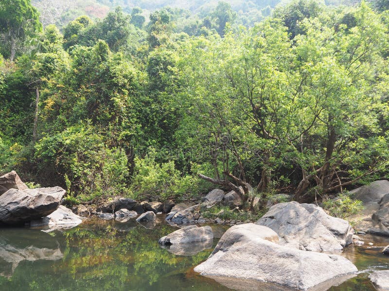 In the Jungle, a Clear River Stock Photo - Image of natural, clear ...