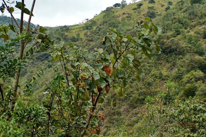 Jungle in the cloud forest stock photo. Image of outside - 203697256