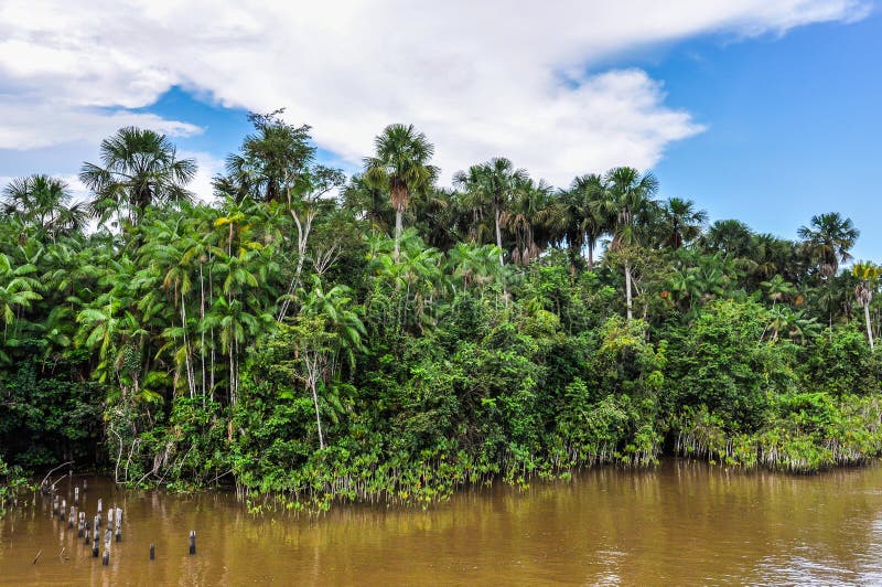 Jungle on the Coast on the Amazon River, Brazil Stock Image - Image of ...