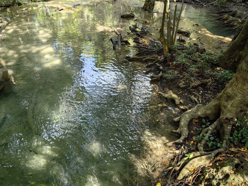 In the Jungle during the Day Stock Image - Image of tourism, scenery ...