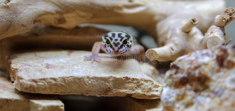 Jungle Designer Leopard Gecko Stock Photo - Image of wood, desert: 30650584