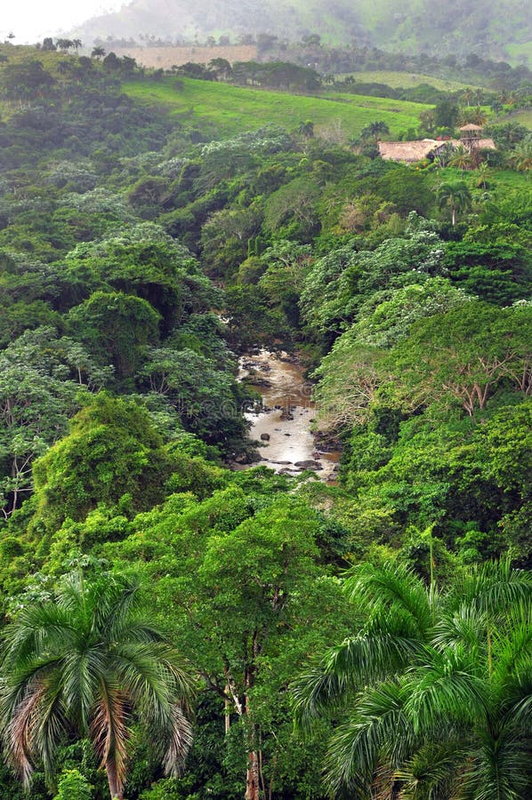 Jungle at Dominican Republic Stock Image - Image of dominican, forest ...