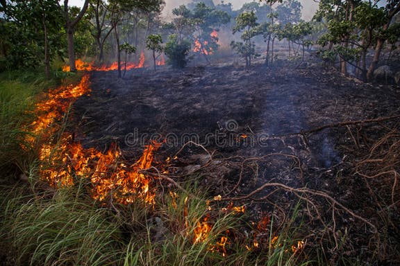 Jungle Fire landscape stock photo. Image of heat, outdoors - 123618148