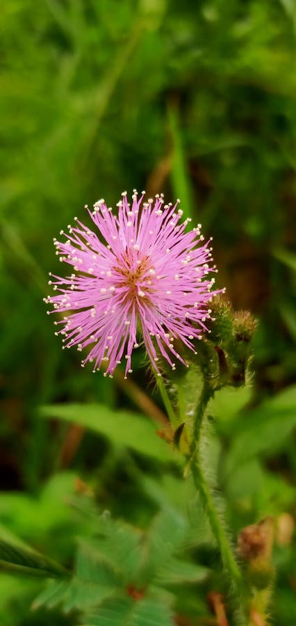 Jungle stock photo. Image of assam, area, fliwer, jungle - 158153600
