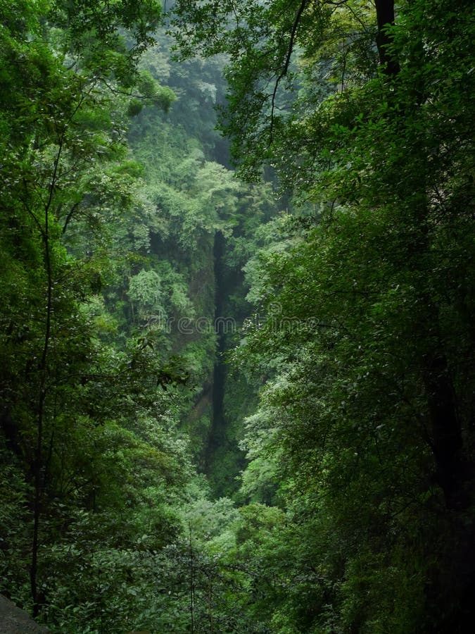 Jungle forest stock image. Image of chinese, sichuan - 69799109