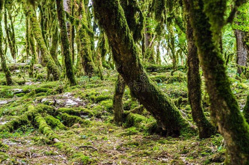 The jungle forest stock image. Image of nature, natural - 98573297