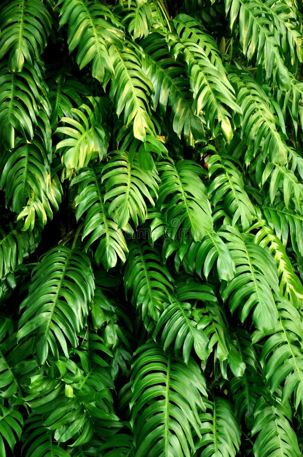 Jungle forest leaf stock photo. Image of tropical, holidays - 61686012