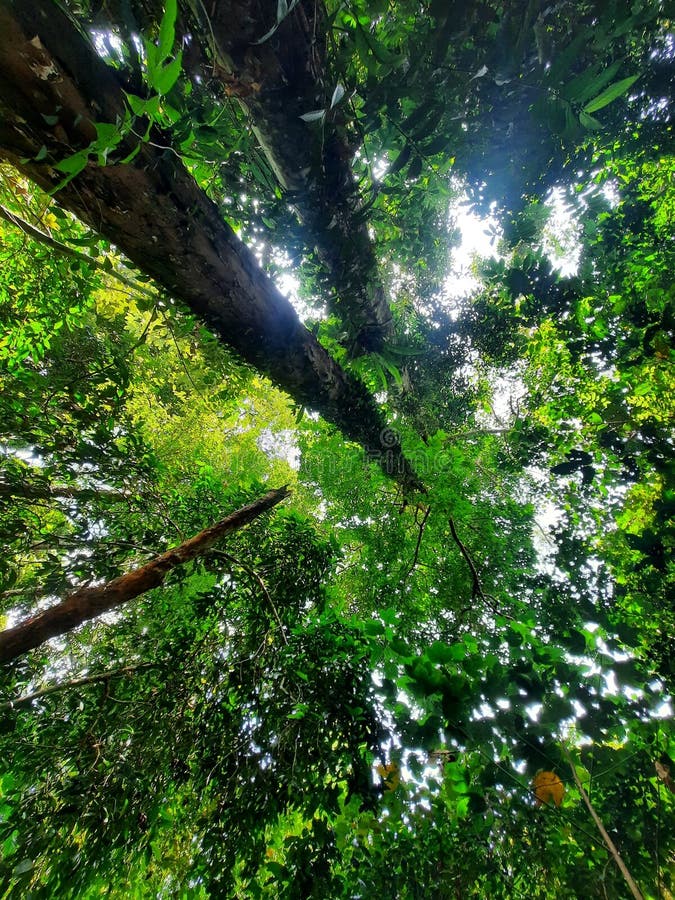 Green Tree in the Middle of the Forest Stock Image - Image of animals ...