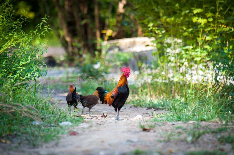 Jungle fowl stock image. Image of bevy, chicken, drove - 65595963