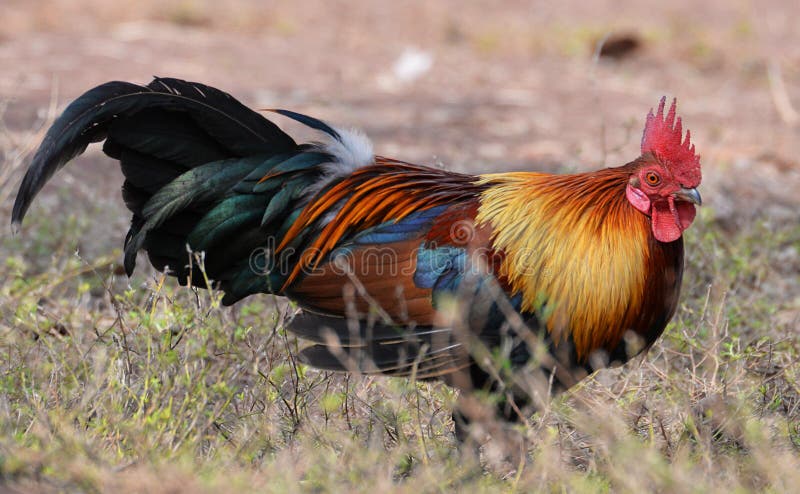 Jungle fowl stock image. Image of grouse, domesticated - 67728611