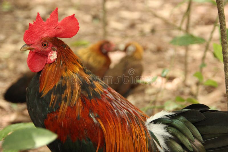 The jungle fowls stock image. Image of animals, trees - 100038699
