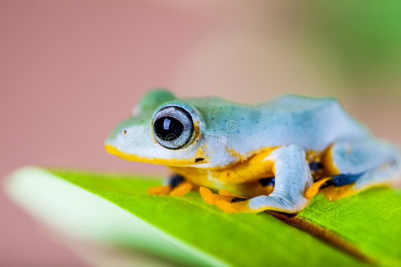 Jungle Frog in Natural Environment Stock Photo - Image of curiosity ...