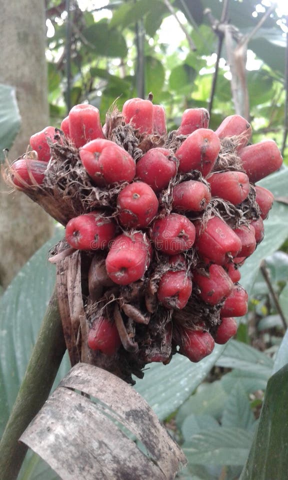 Fruit stock photo. Image of leaf, jungle, food, tropica - 103166356