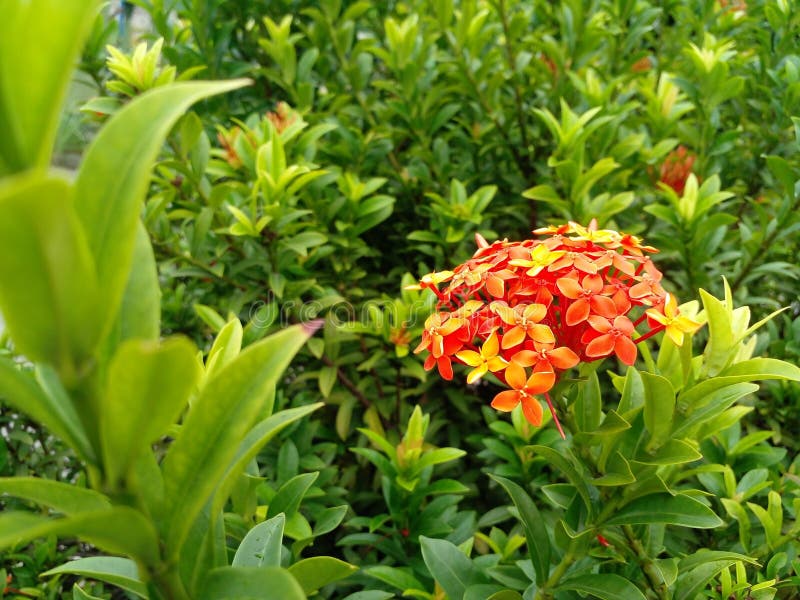 Jungle Geranium Also Known As Ixora Sp. Stock Image - Image of geranium, jungle: 352143253