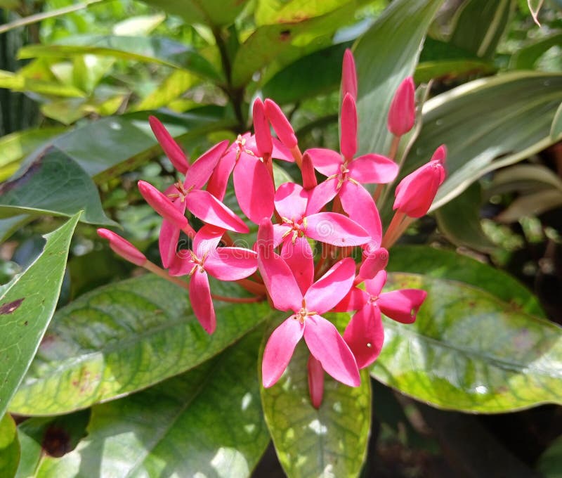 Jungle Geranium Chinese Ixoracoccinea Stock Image - Image of geranium ...