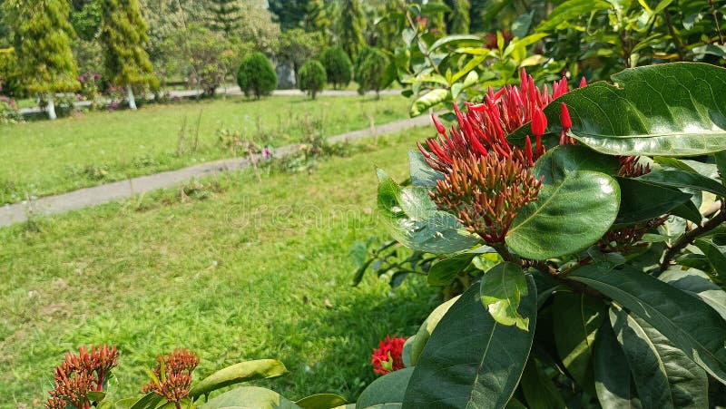 Jungle Geranium Flower of Assam India Stock Photo - Image of food ...