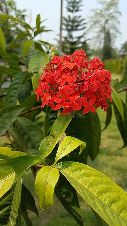 Jungle Geranium Flower of Assam India Stock Image - Image of wildflower ...