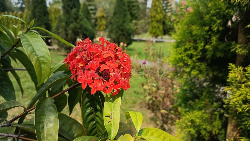 Jungle Geranium Flower of Assam India Stock Image - Image of wildflower ...