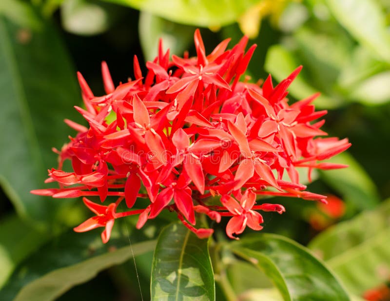 Jungle Geranium (Ixora Coccinea). Close-up. Red Color. Stock Image ...