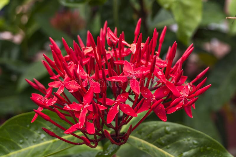 Jungle Geranium (Ixora Coccinea) Stock Photo - Image of bloom, closeup ...