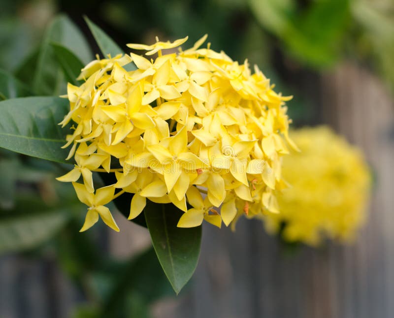 Jungle Geranium (Ixora Coccinea). Close-up. Yellow Color. Stock Image ...