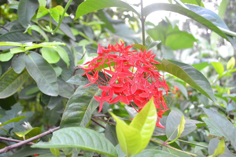 Chethi Flower Kerala Stock Photos - Free & Royalty-Free Stock Photos ...