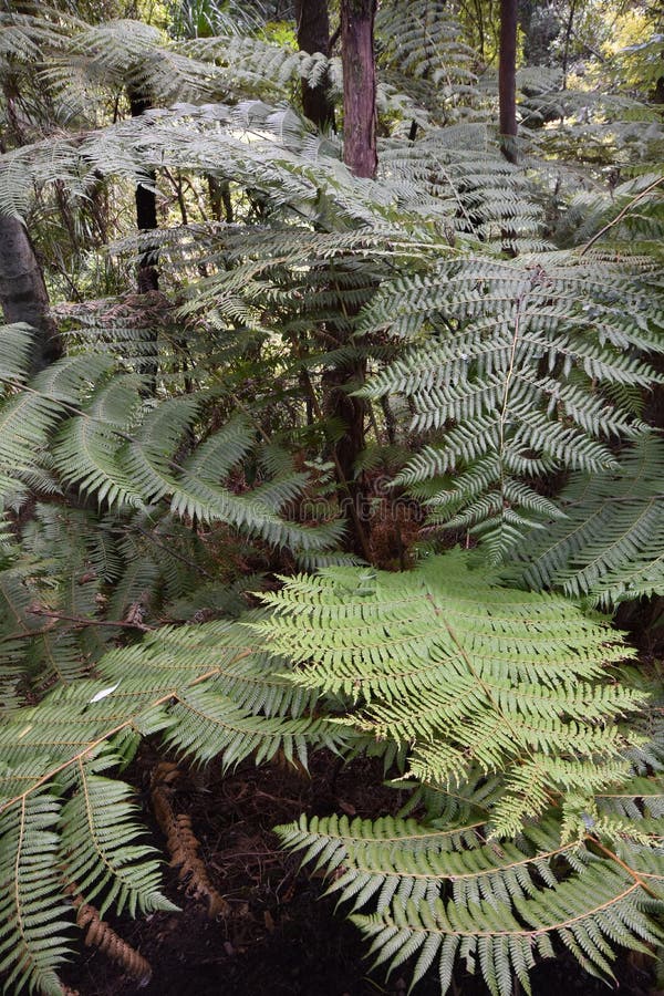 Ancient Forest of Giant Tree Ferns Stock Image - Image of mamaku ...