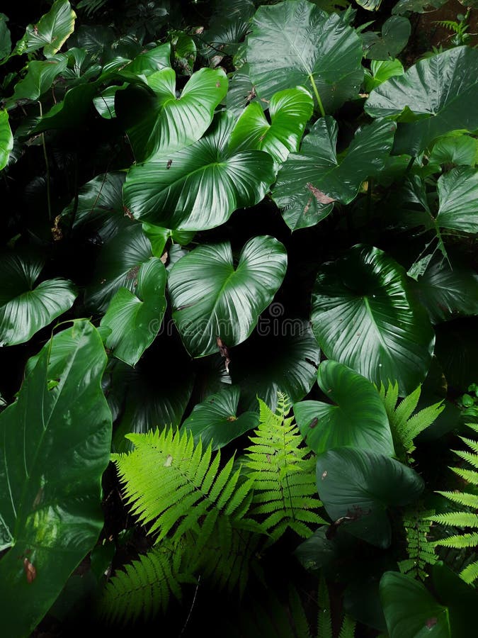 Jungle green forest leaf stock image. Image of garden - 261713331