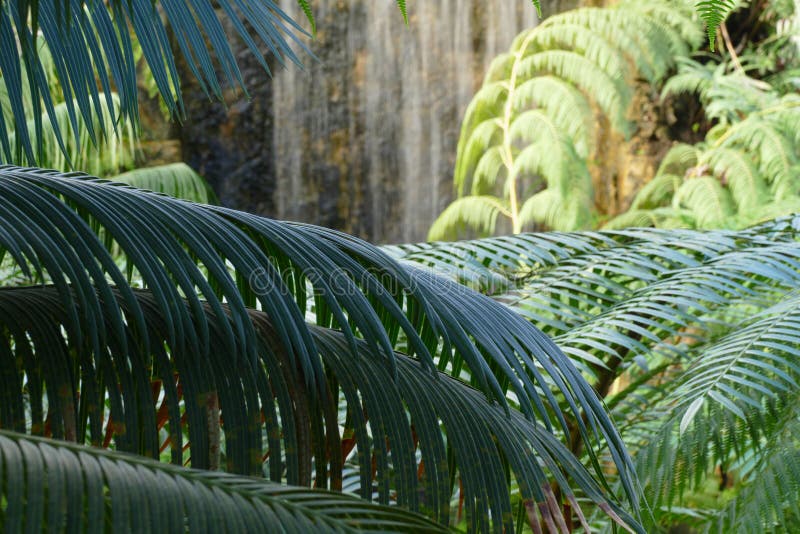 Jungle Green View with Waterfall Stock Image - Image of rock, cascade ...
