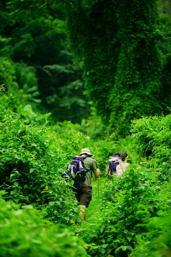 Jungle hike stock photo. Image of path, adventure, forest - 3279092