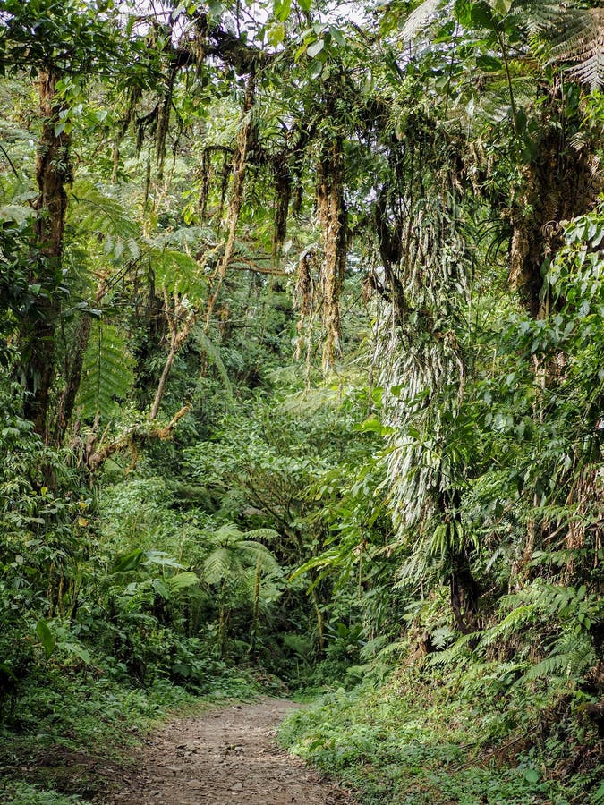 A Jungle Hike through Dense Vegetation Stock Image - Image of tree ...