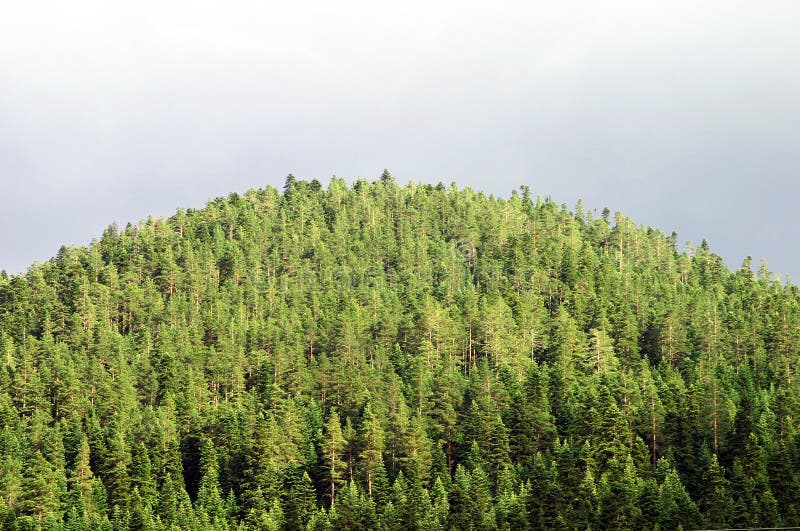 Jungle Hill stock image. Image of landscape, scene, beautiful - 145893709