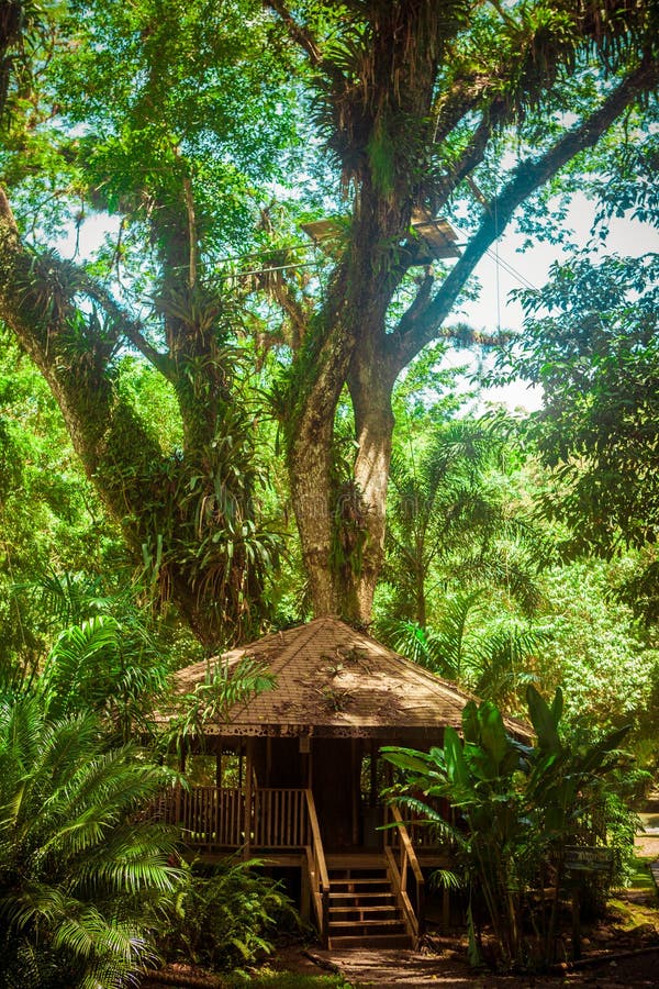 Jungle stock photo. Image of jamaica, wood, exotic, jungle - 55434070