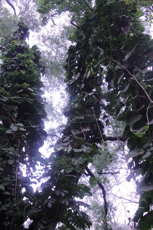 This is a Jungle Image,a Kind of Fallen Tree Has Grown in the Trees ...