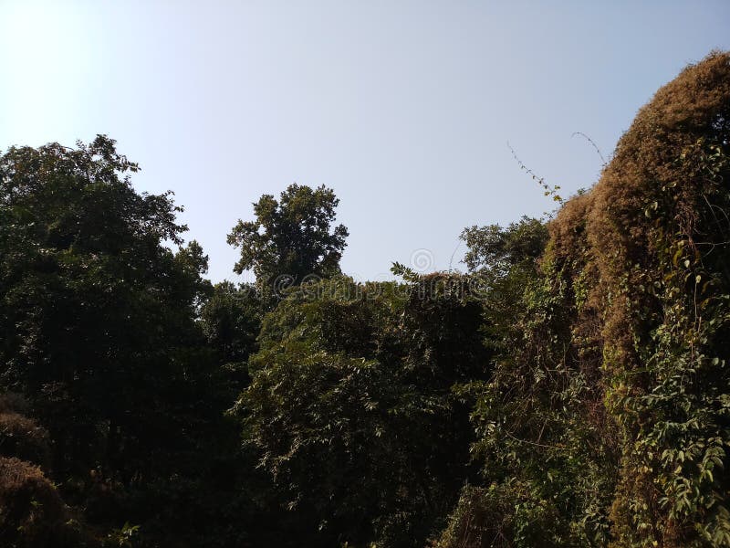 Jungle in India Natural View Stock Photo - Image of holiday, mountain ...