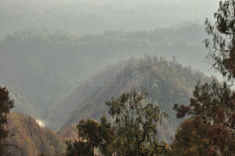 The Jungle in Indonesia. Java. the Tree Ferns and Palm Trees on the ...