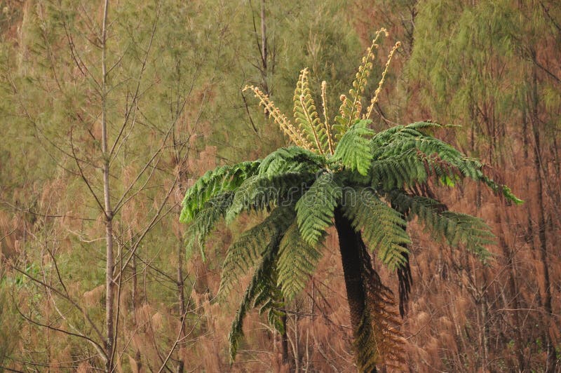 The Jungle in Indonesia. Java Stock Image - Image of paradise, green ...