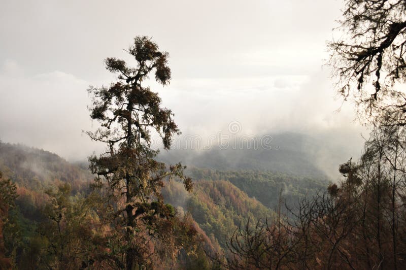 The Jungle in Indonesia. Java Stock Image - Image of hills, palms: 84915251