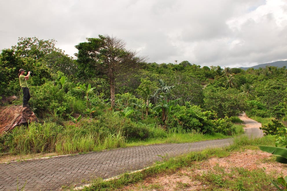 The Jungle in Indonesia. Java Stock Image - Image of jungle, trees ...