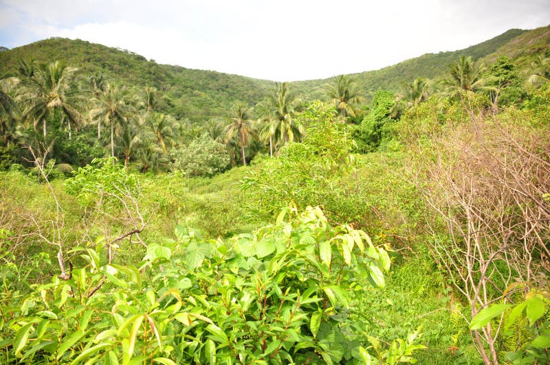 The Jungle in Indonesia. Java Stock Image - Image of rain, attraction ...